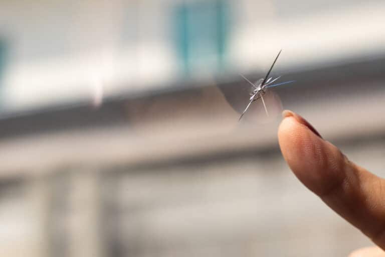 Common Types of Windshield Damage and How to Identify Them - APEX Auto ...